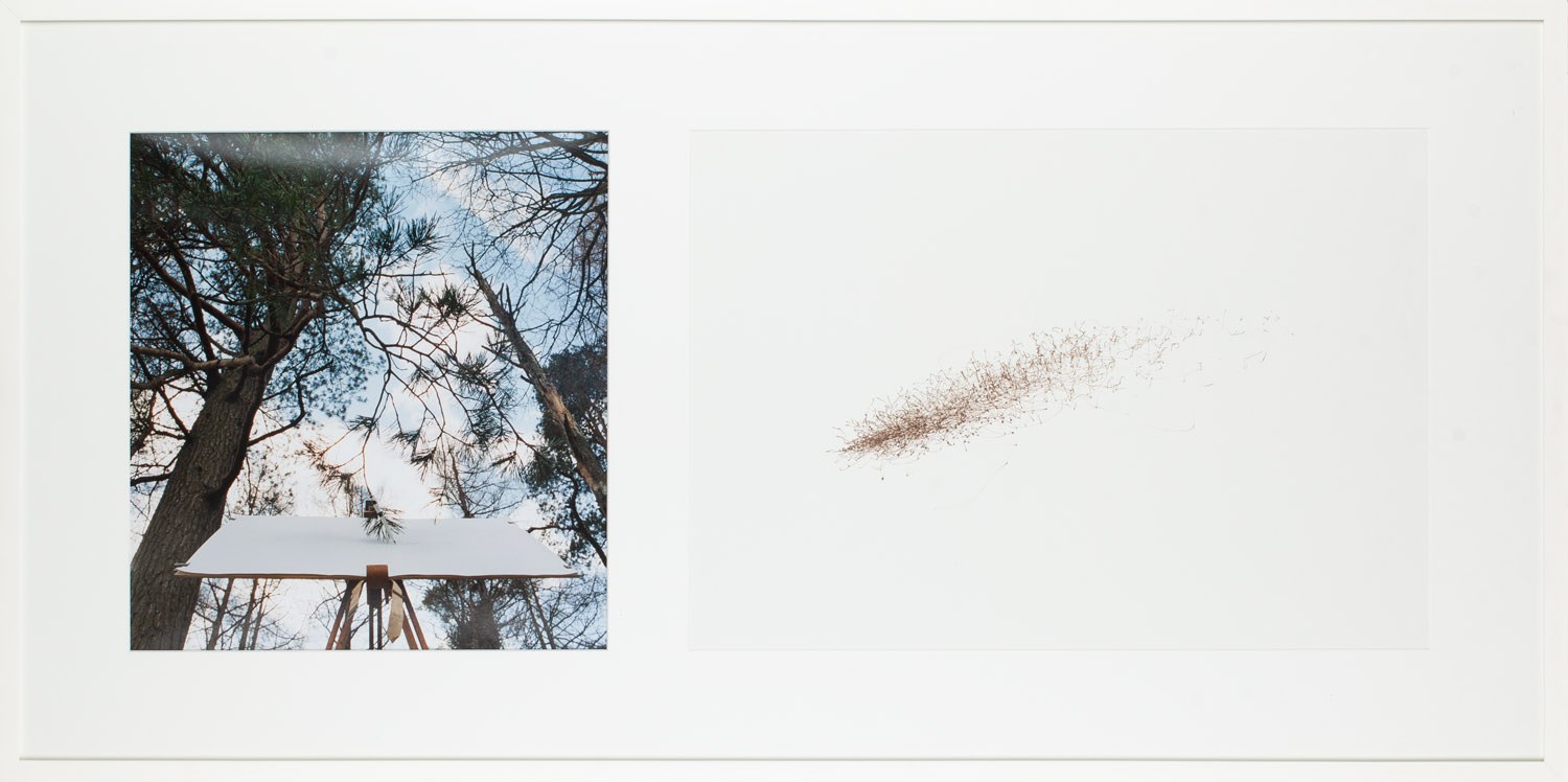 Tim Knowles (ur. 1969, Cheltenham), "Tree Drawing - Scots Pine on easel ...