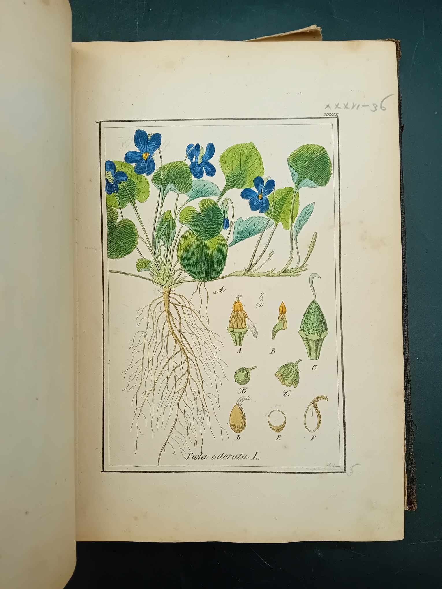 Medical flora or description of the generic and species characteristics ...