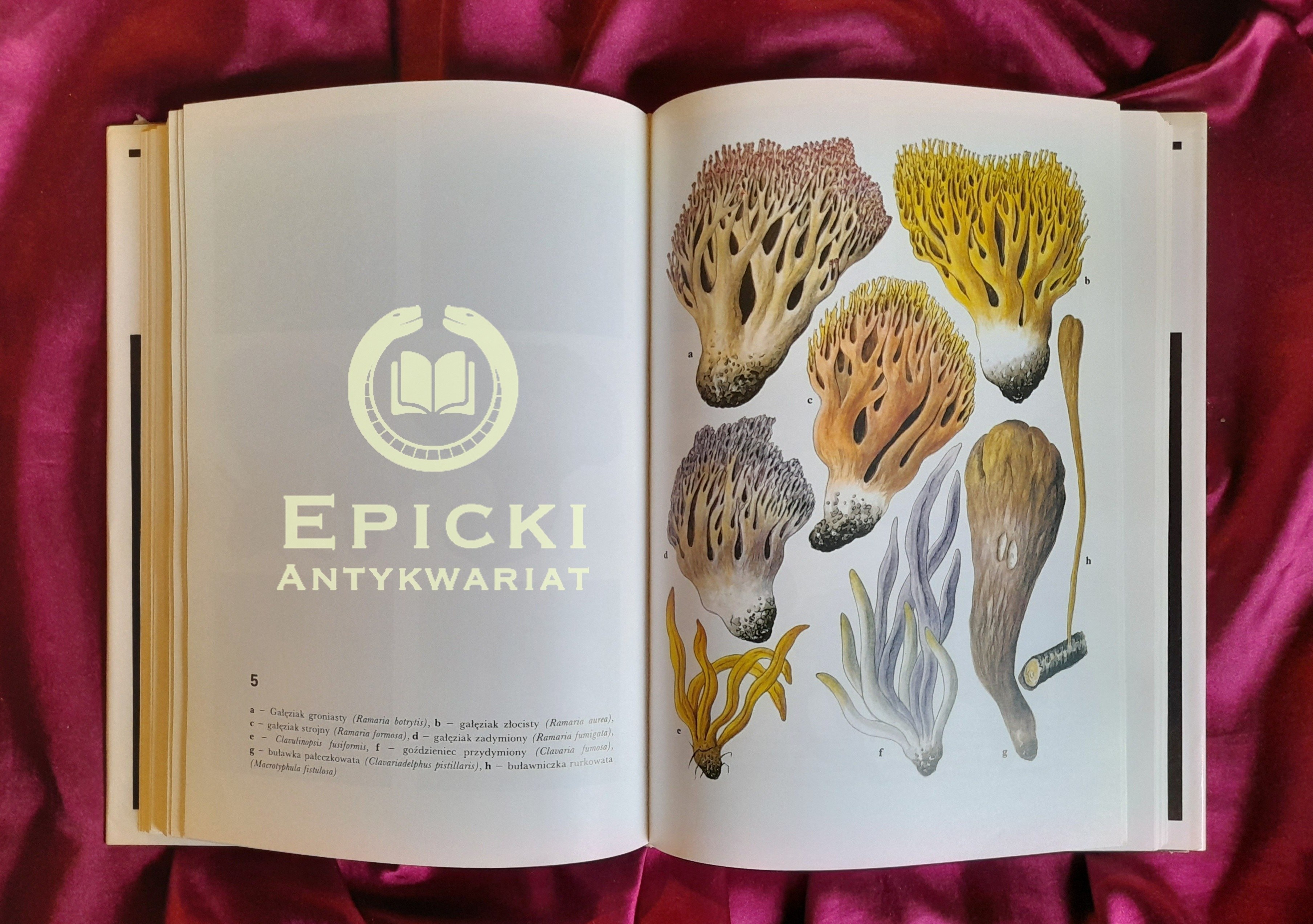 Getting to know mushrooms - Aurel DERMEK, Albert PILAT / large ATLAS ...