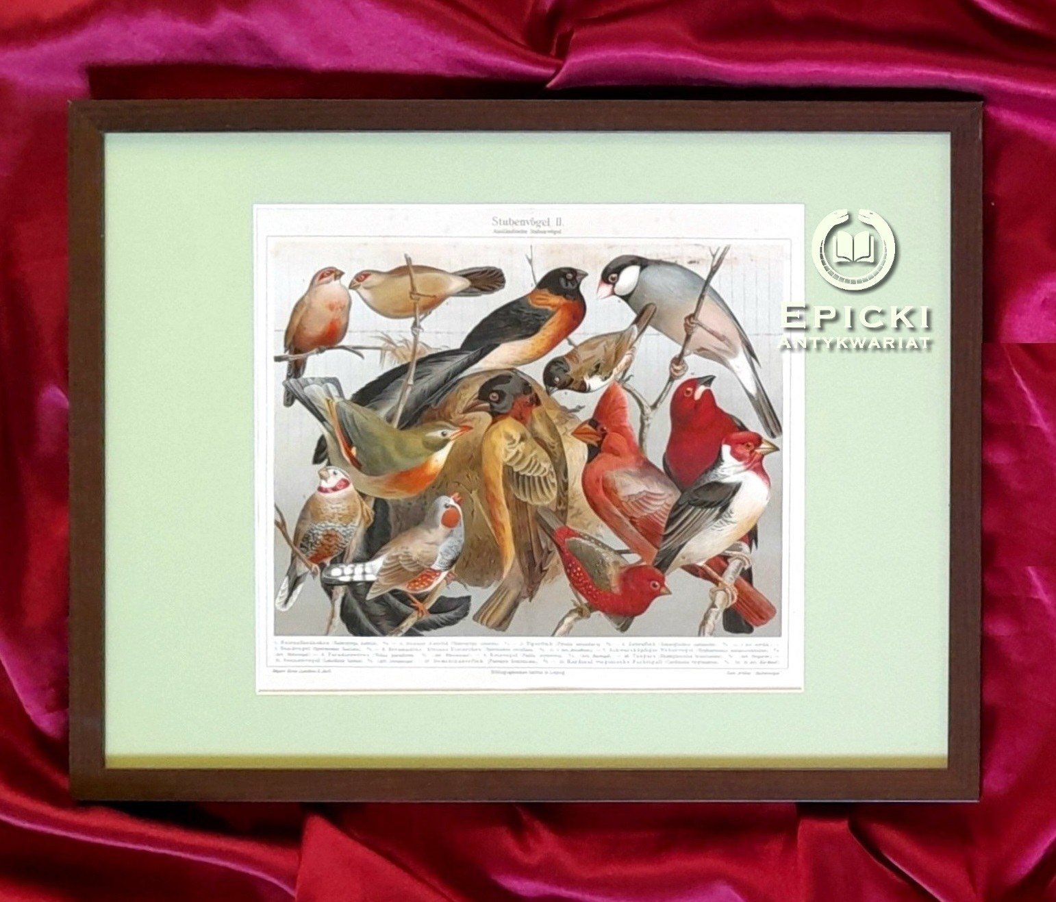 European caged birds / Stubenvogel I (lithograph, 1895) - Friedrich ...