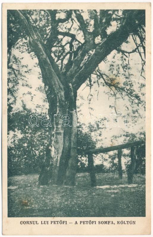 Koltó, Coltau; Cornul lui Petőfi / A Petőfi somfa / dogwood tree ...