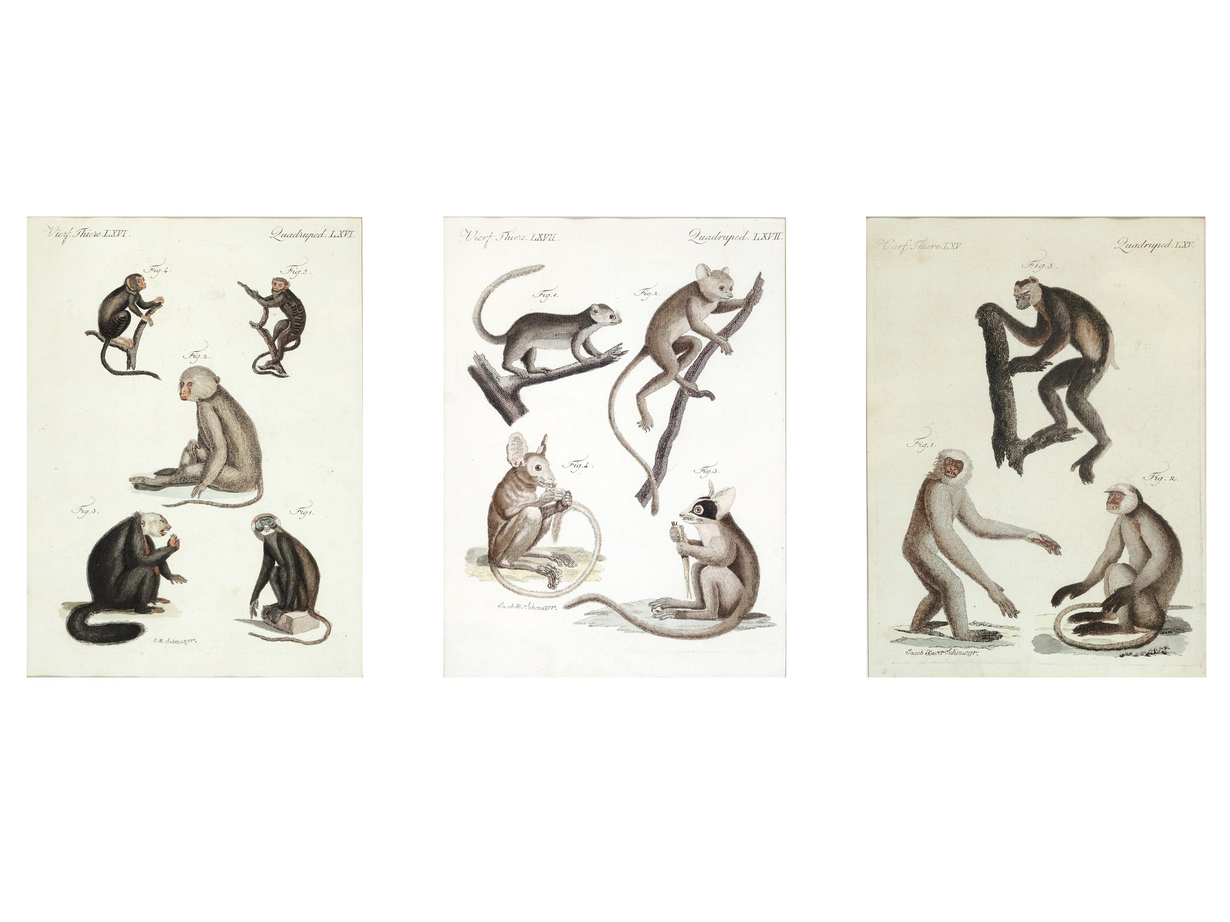 3 selected engravings with monkey motifs, 18th century - Online auction ...