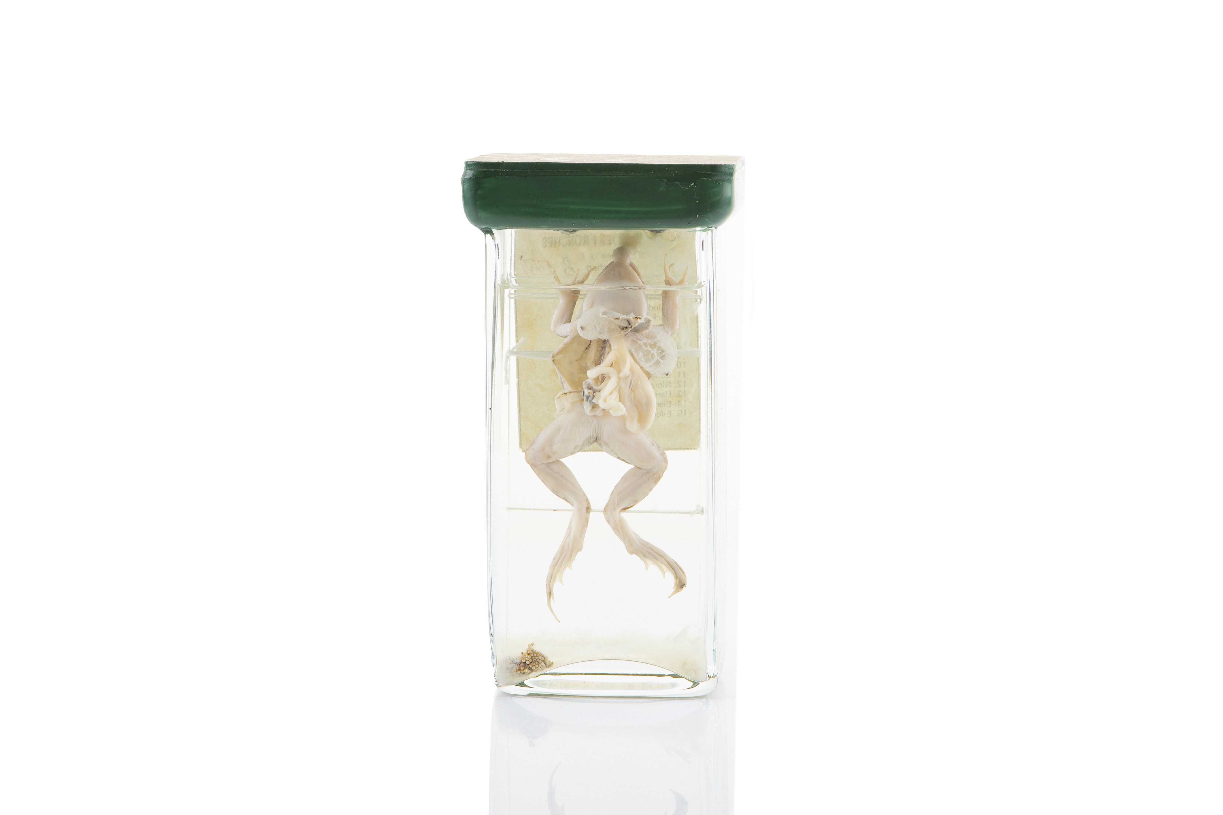 ANATOMICAL SPECIMEN OF A FROG (RANA SP.), FEMALE (1ST HALF OF THE 20TH ...